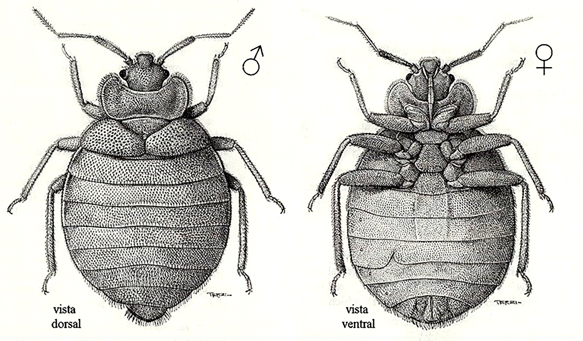Cimícidos y las temidas chinches de cama